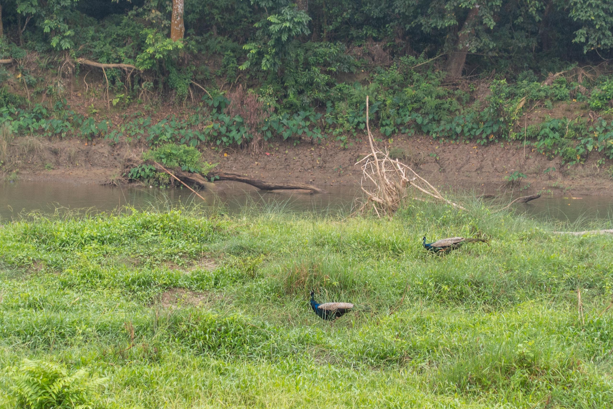 Chitwan - Wild Nepal - Humble and Free